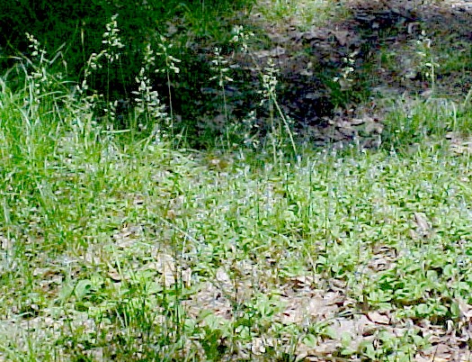 Kentucky Bluejune Grass Allergen Information And Map Stallergenes Greer
